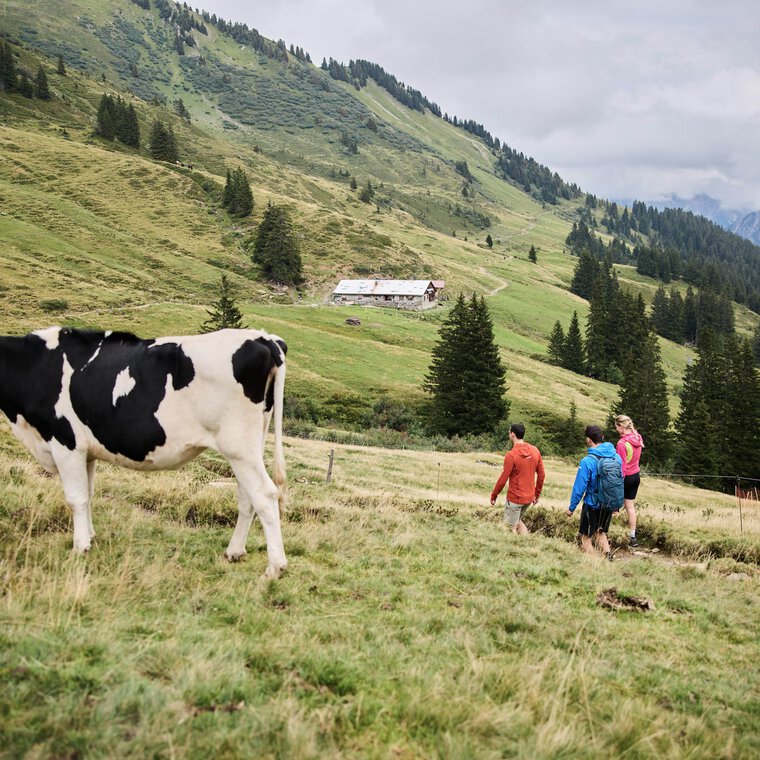 Berghutte Kleinwalsertal Mit Hund